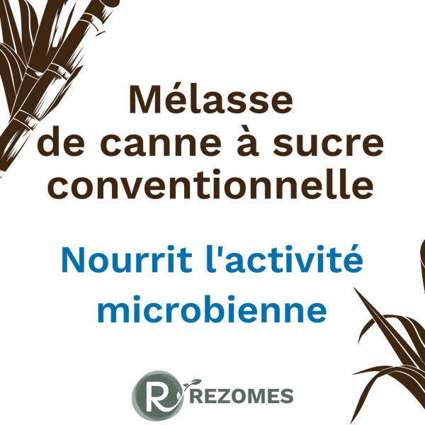 Mélasse de canne à sucre pour fermentations lactiques – Rézomes